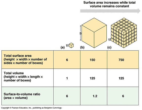 IB DP Biology Topic 1: Cell biology 1.1 Introduction to cells Study Notes