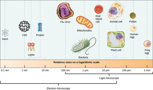 IB DP Biology Topic 1: Cell biology 1.1 Introduction to cells Study Notes