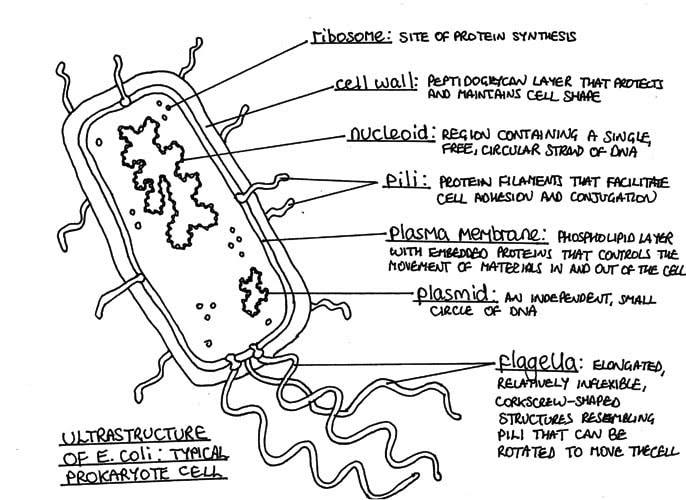 IB DP Biology Topic 1: Cell biology 1.2 Ultrastructure of cells Study Notes