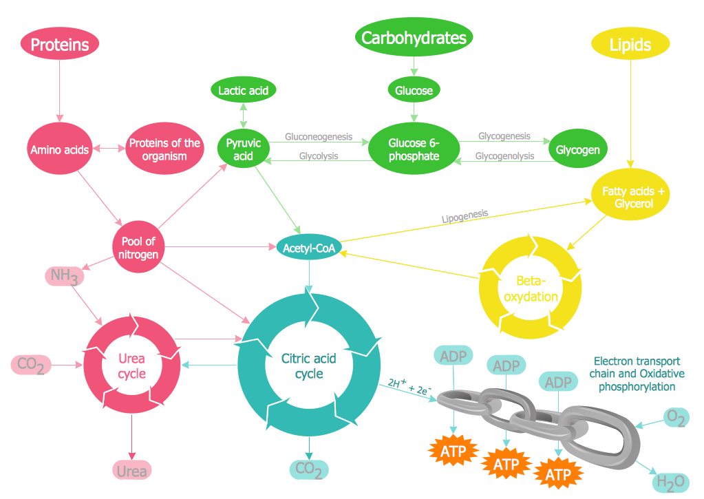 IB DP Biology Topic 2: Molecular biology 2.1 Molecules to metabolism Notes