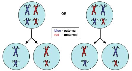 IB DP Biology Topic 3: Genetics 3.3 Meiosis Study Notes