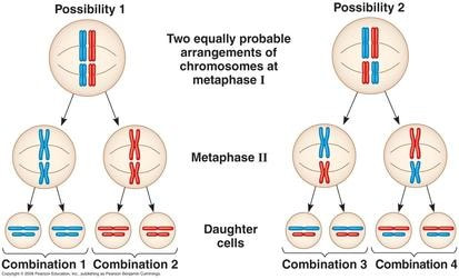 IB DP Biology Topic 3: Genetics 3.3 Meiosis Study Notes